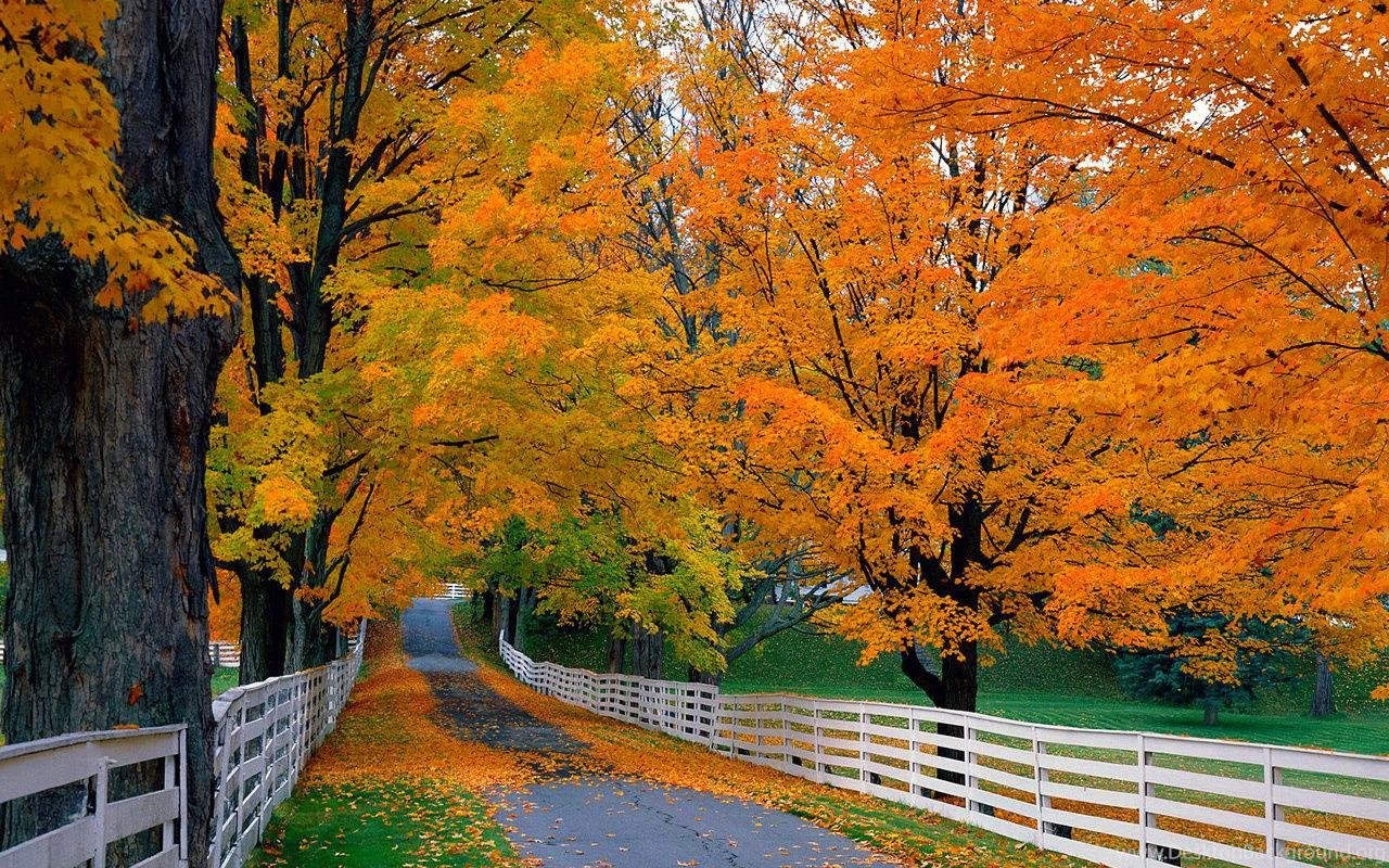 Fall Leaves Live Wallpapers Free Hd Desktop Wallpapers - Calm View ...