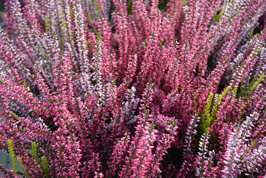 Heather, Swamp, Flower, Heathers, Nature, Heather Pink, - Calluna ...