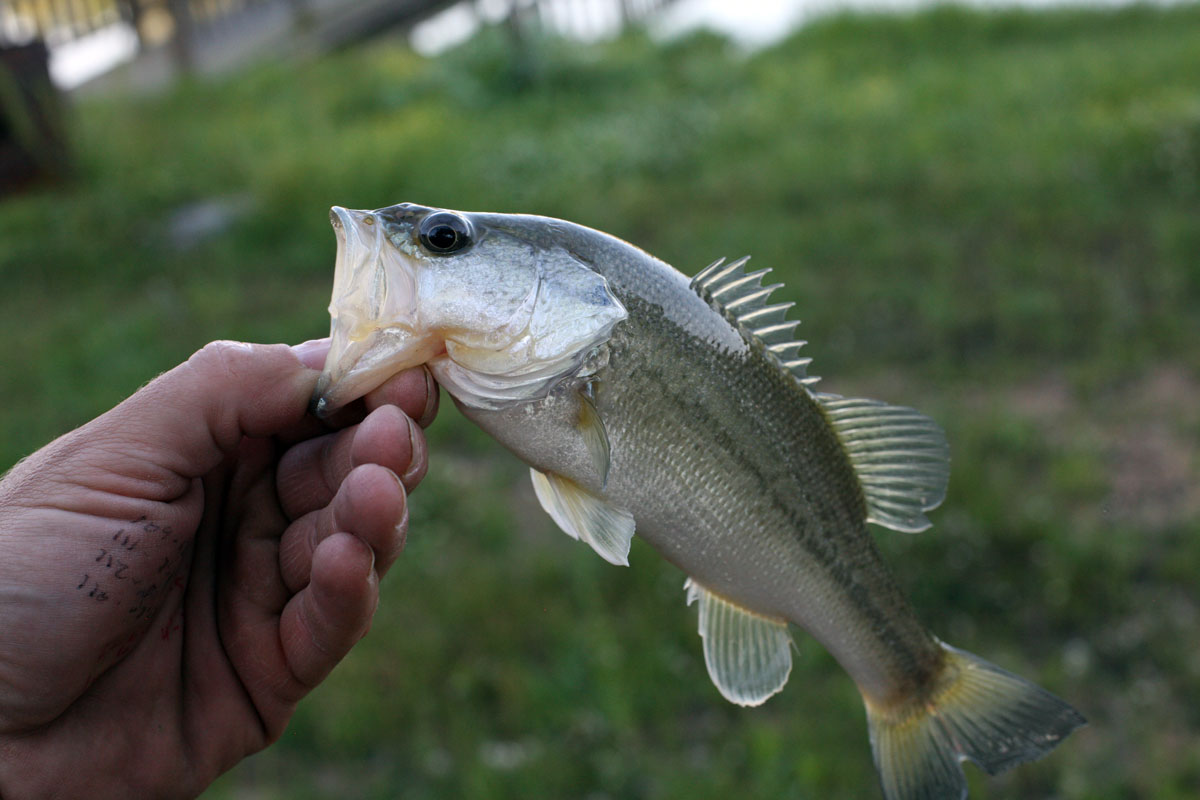 Bass Fish Wallpaper Bass Fish - Bass (#3144013) - HD Wallpaper ...