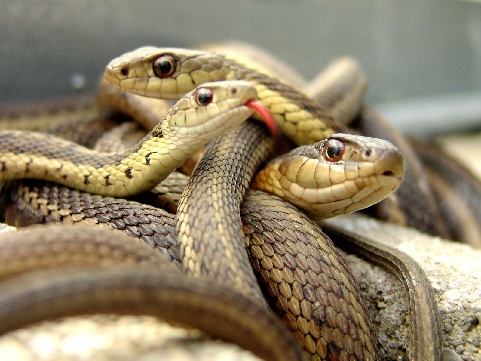 Pics Of Big Snakes Wallpaper - Snakes Hd (#3144641) - HD Wallpaper ...