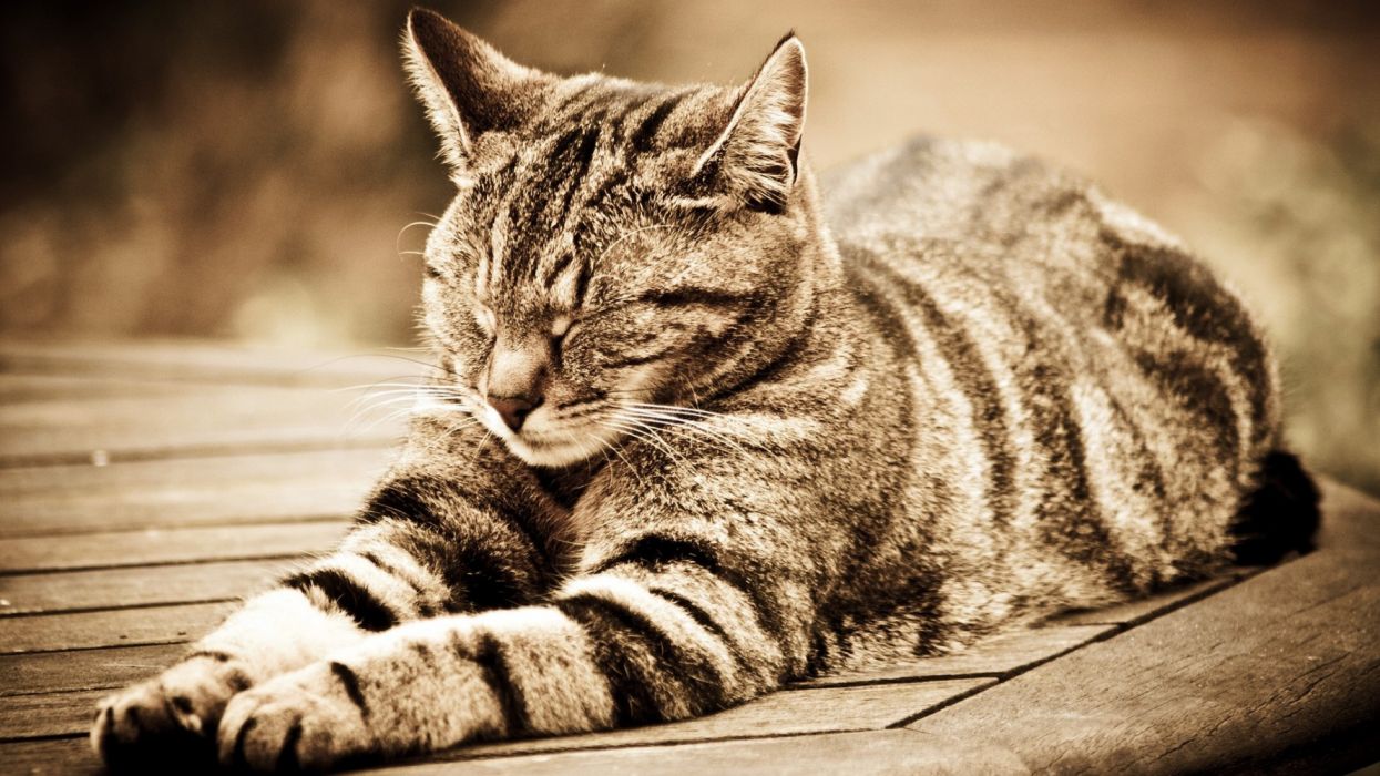 Fondos De Pantalla Gatos Fondos De Pantalla Gatos