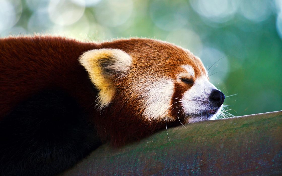 Relaxed Red Panda Wallpaper - Panda Wallpaper Red (#3178498) - HD ...
