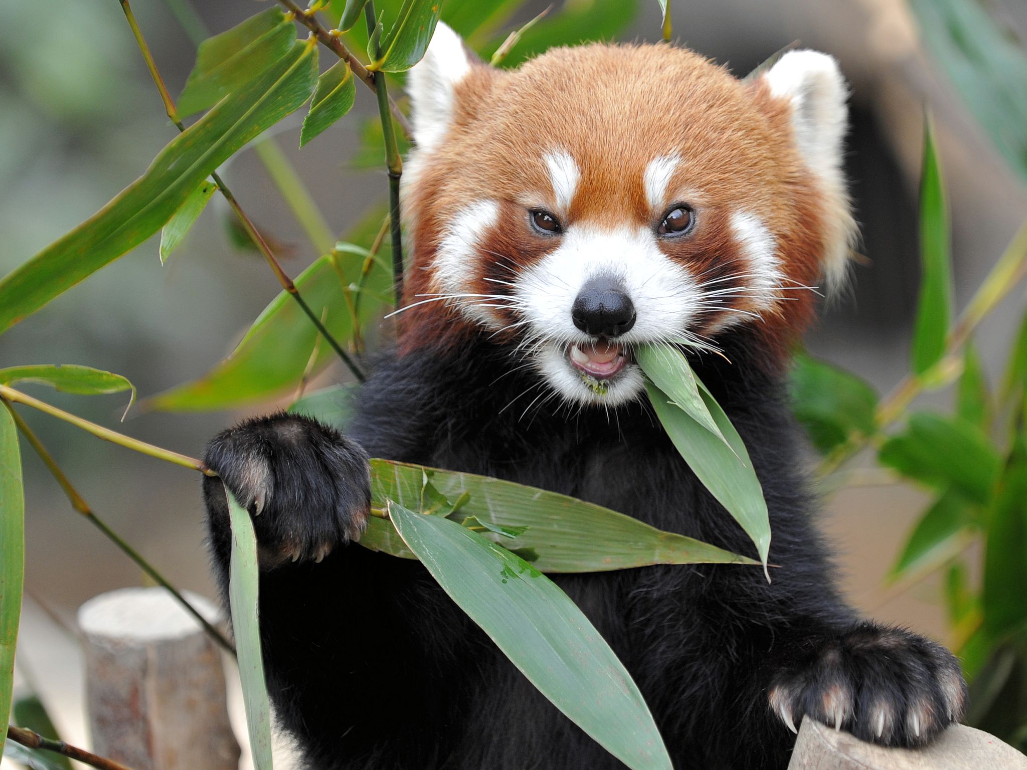 Red Panda Full Hd Wallpaper And Background (#320165) - HD Wallpaper ...