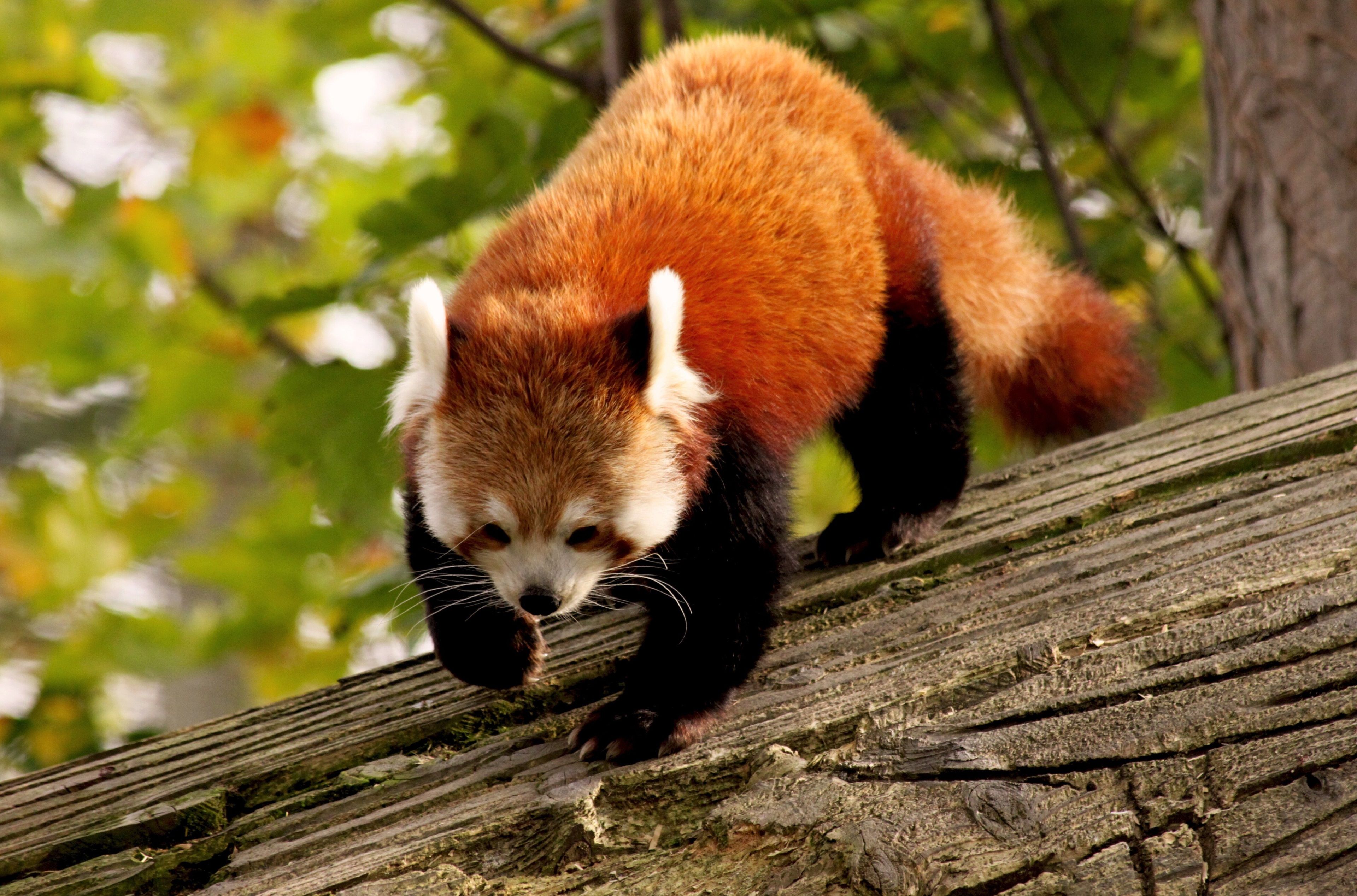 Red Panda 4k Latest Hd Widescreen Wallpaper Free Download - Animal With ...