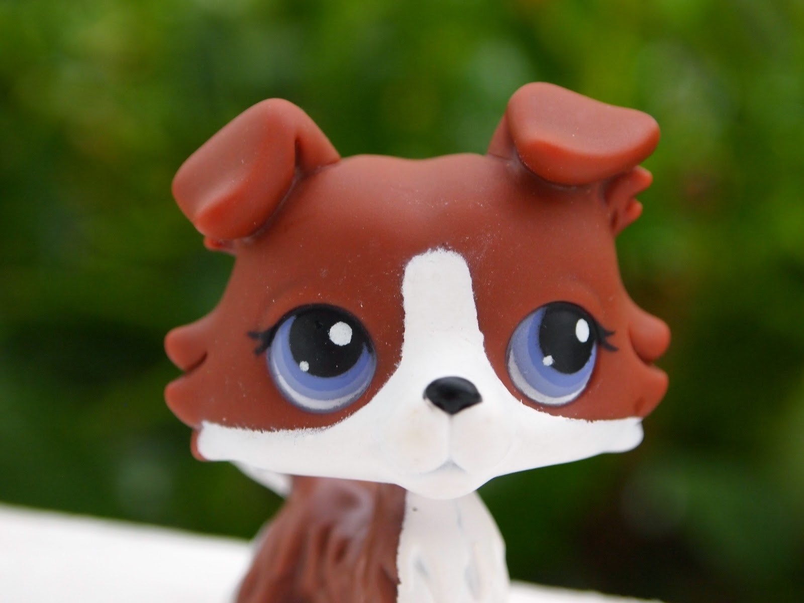 Lps Collie - Lps Collie No Number (#326688) - HD Wallpaper ...