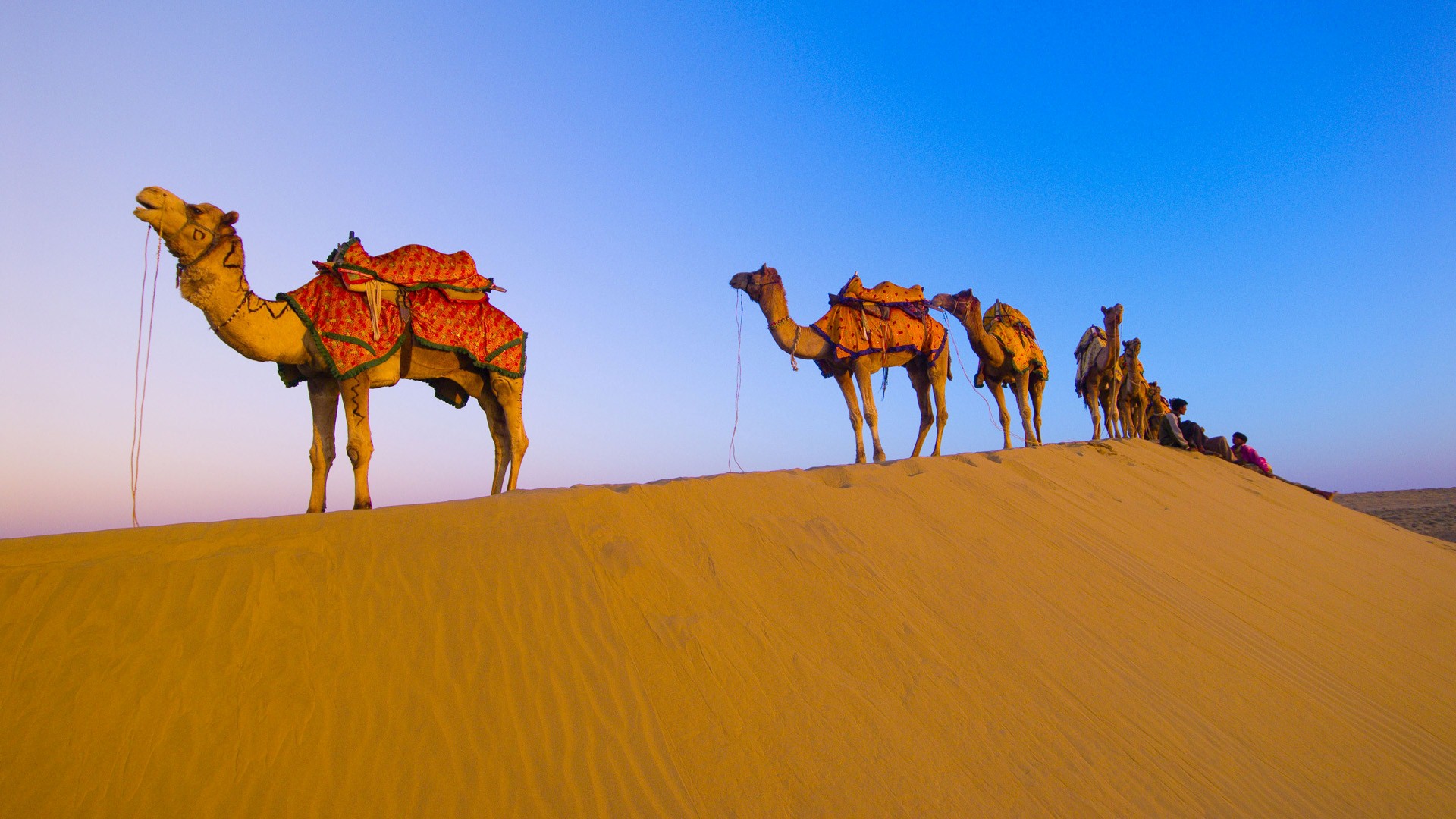 Rajasthani Camel In Desert Hd Wallpaper - Thar Desert Camel (#328355 ...