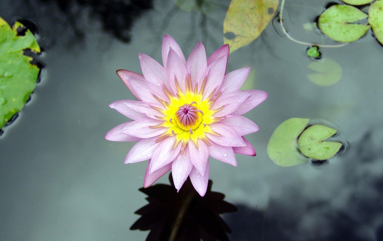 Water Flower Wallpapers - Kanwal K Phool Ke (#3226960) - HD Wallpaper ...