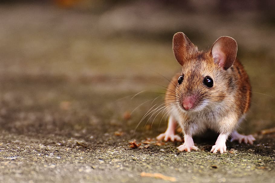 Selective Focus Photography Of Brown Rat, Mouse, Rodent, - Mouse ...
