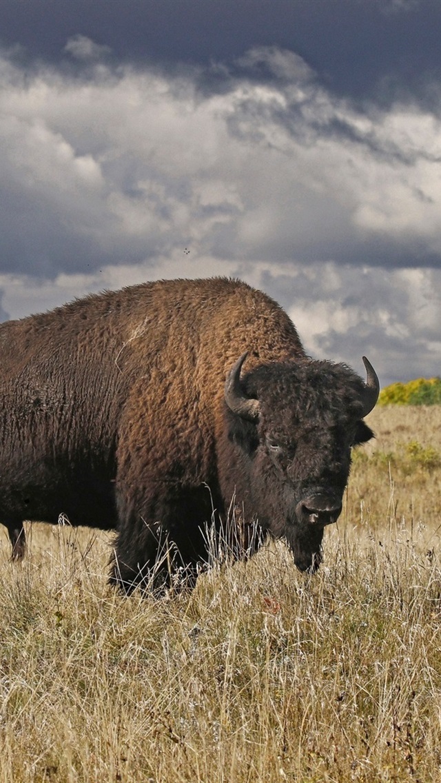 Bison Wallpaper Iphone Xr (#3233871) - HD Wallpaper & Backgrounds Download