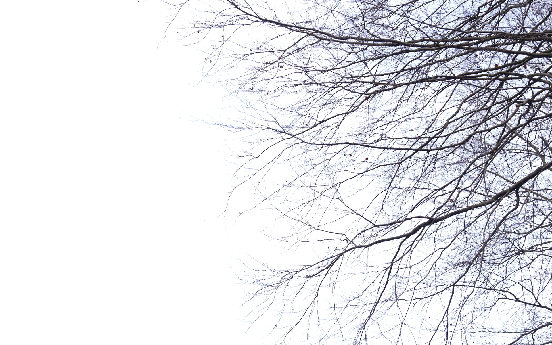 Tree Branch High Quality (#3236667) - HD Wallpaper & Backgrounds Download