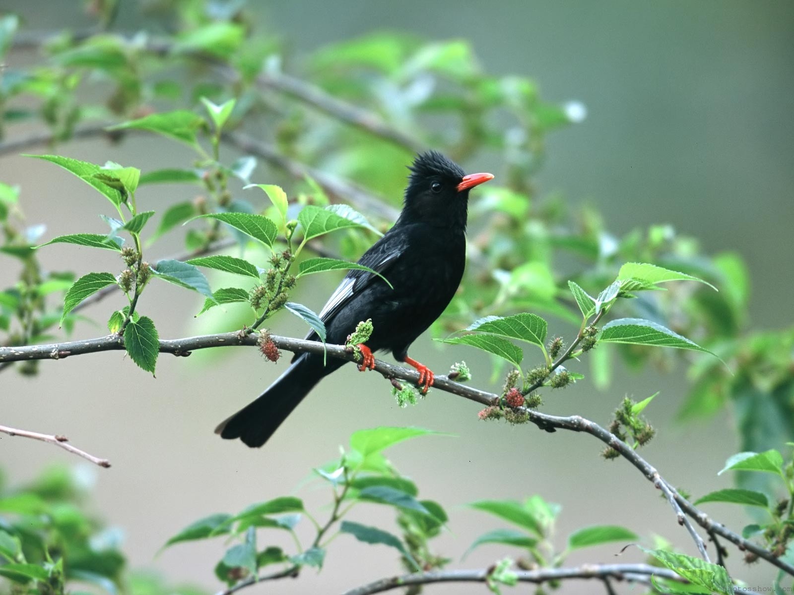 Wallpaper Black Bird On Tree Branch - Animal Birds (#3238325) - HD ...