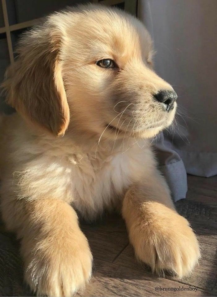 Ash Puppy Brown (#3248829) - HD Wallpaper & Backgrounds Download