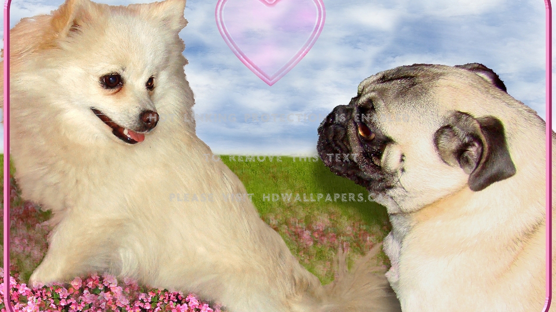 Puppy Love Pets Pug Terrier Cute Animals - Pug (#3249028) - HD ...