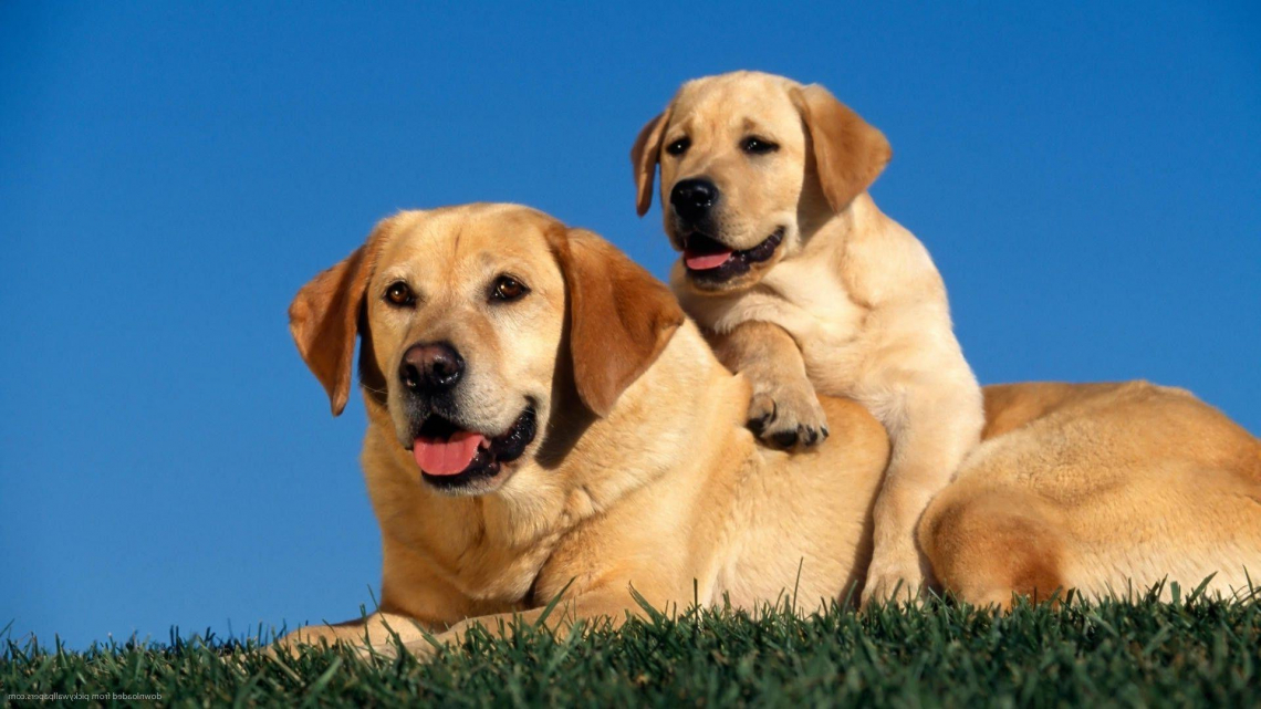 Normal Labrador Dogs Wallpaper - Doggy (#3249119) - HD Wallpaper ...