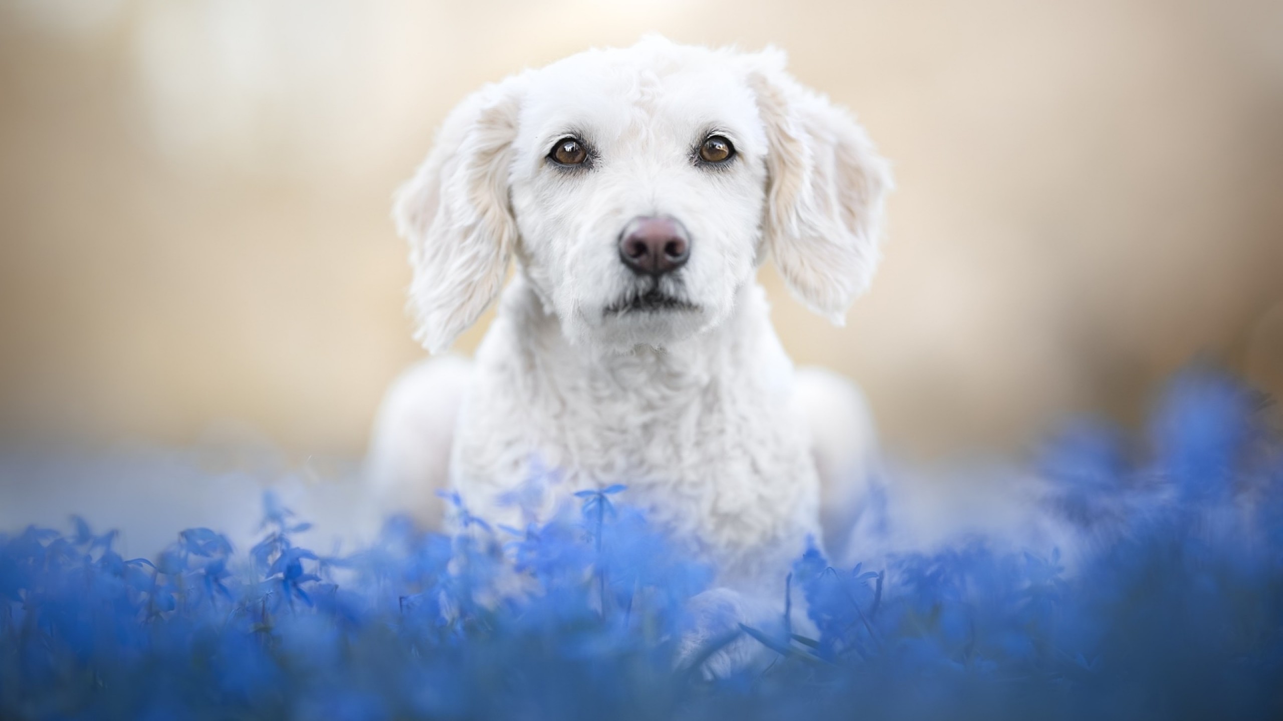 White Dog, Blue Flowers, Cute - Dog In Blue Flowers (#3249266) - HD ...