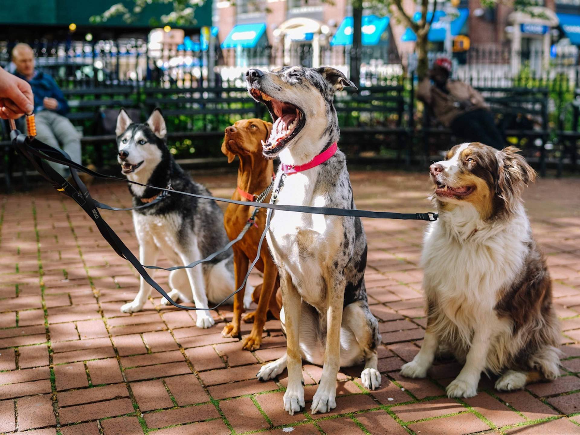 Dog Walking (#3249963) - HD Wallpaper & Backgrounds Download