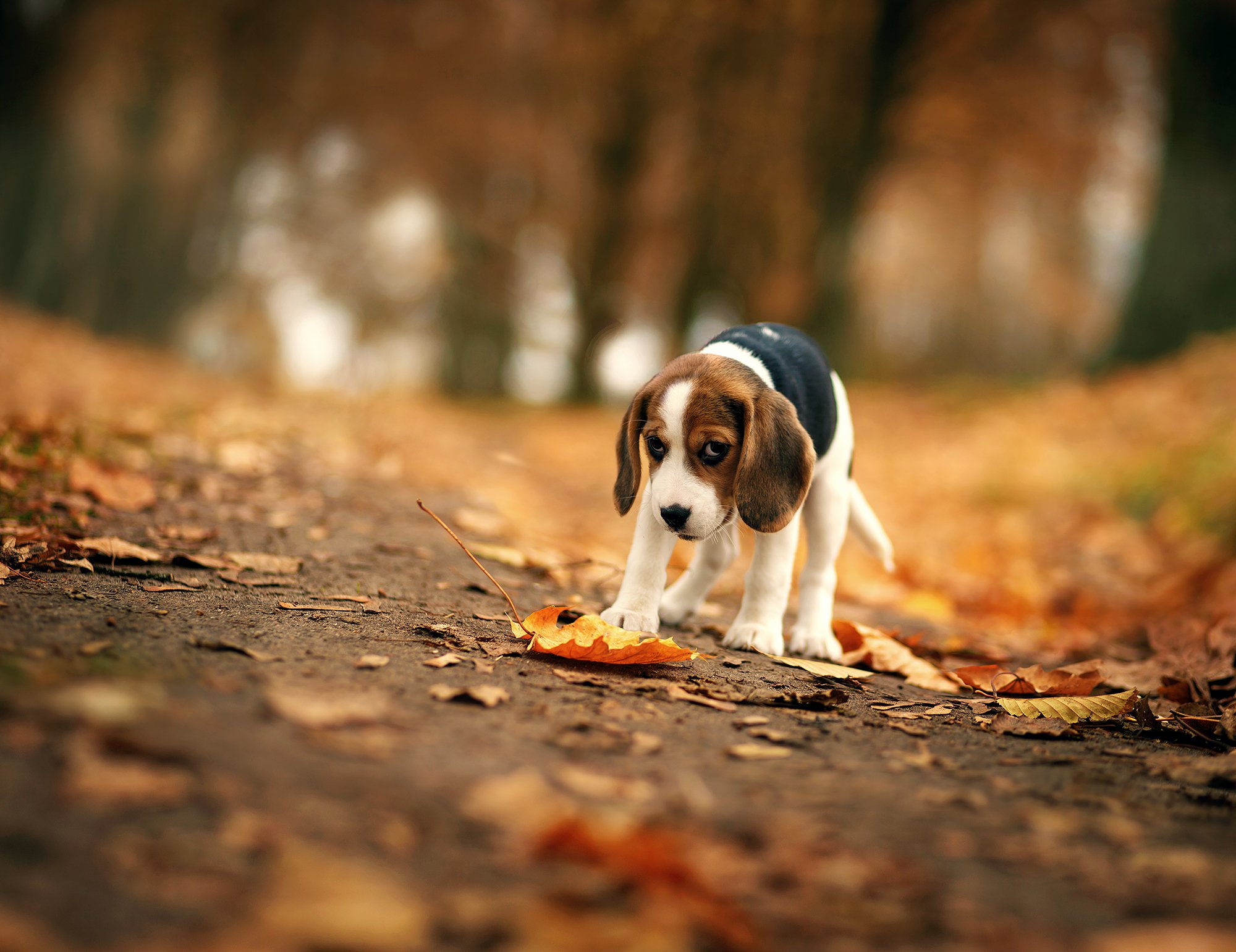 Beagle Wallpaper Phone (#3250511) - HD Wallpaper & Backgrounds Download