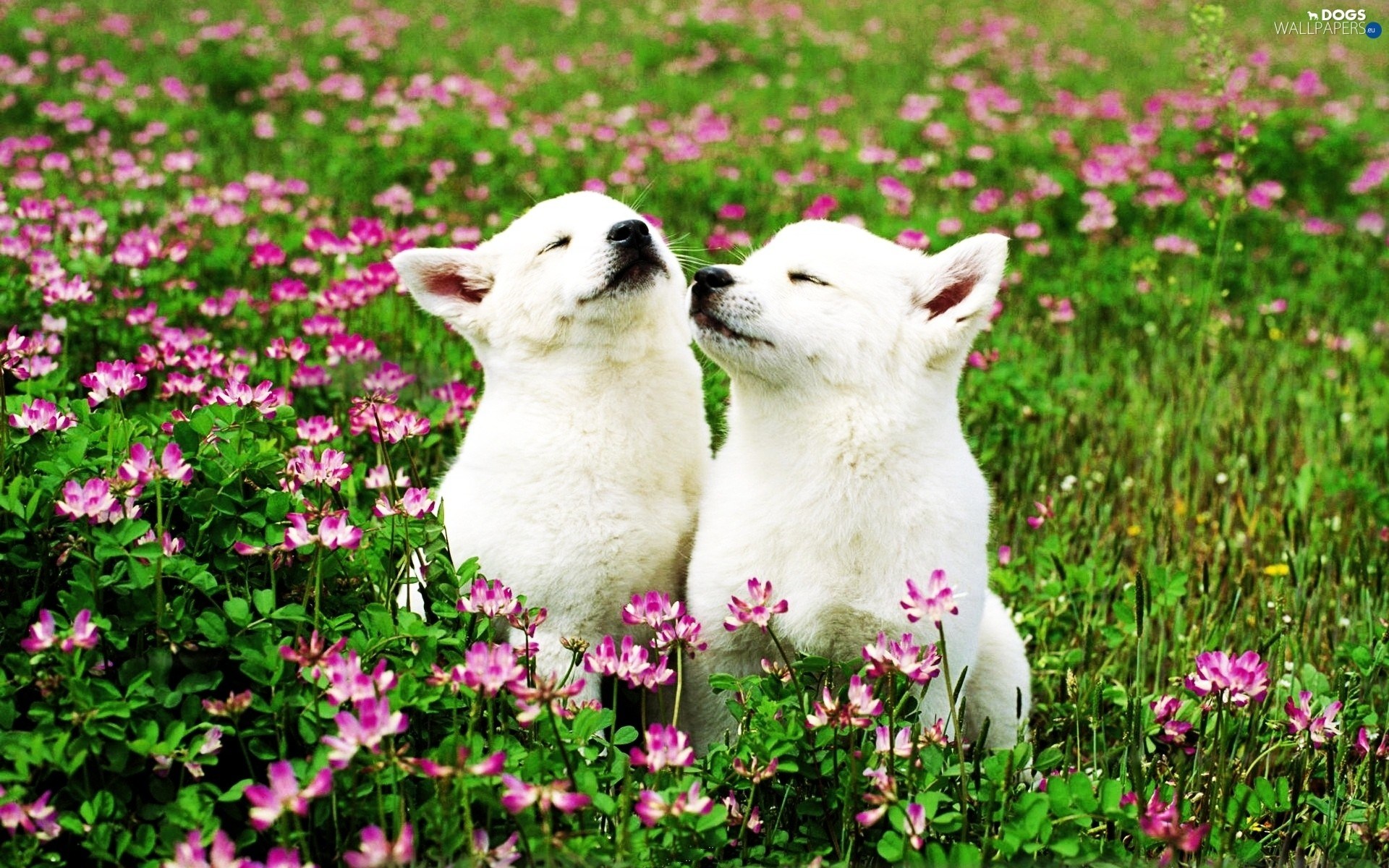 Two Dogs Images Cute (#3250785) - HD Wallpaper & Backgrounds Download