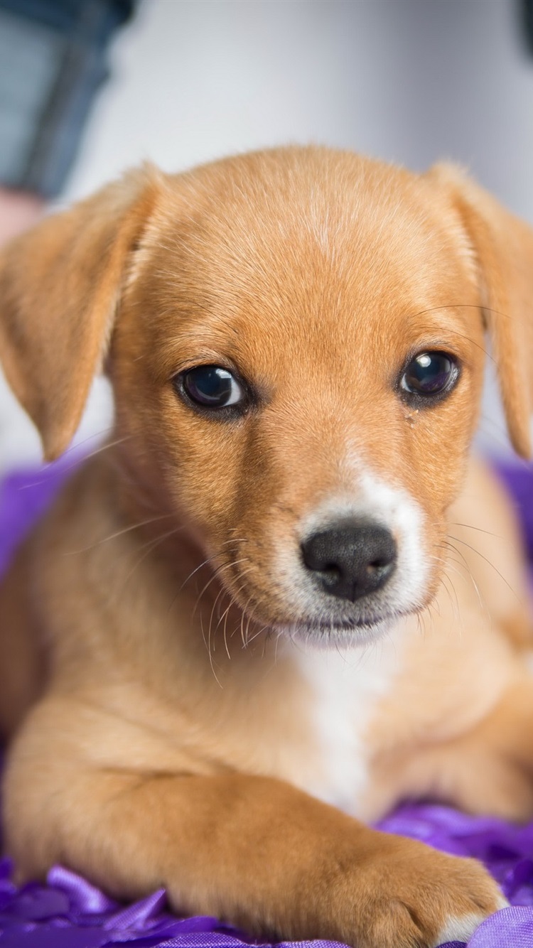 Iphone Wallpaper Cute Puppy Front View, Feet - Iphone 7 Cute Puppies ...