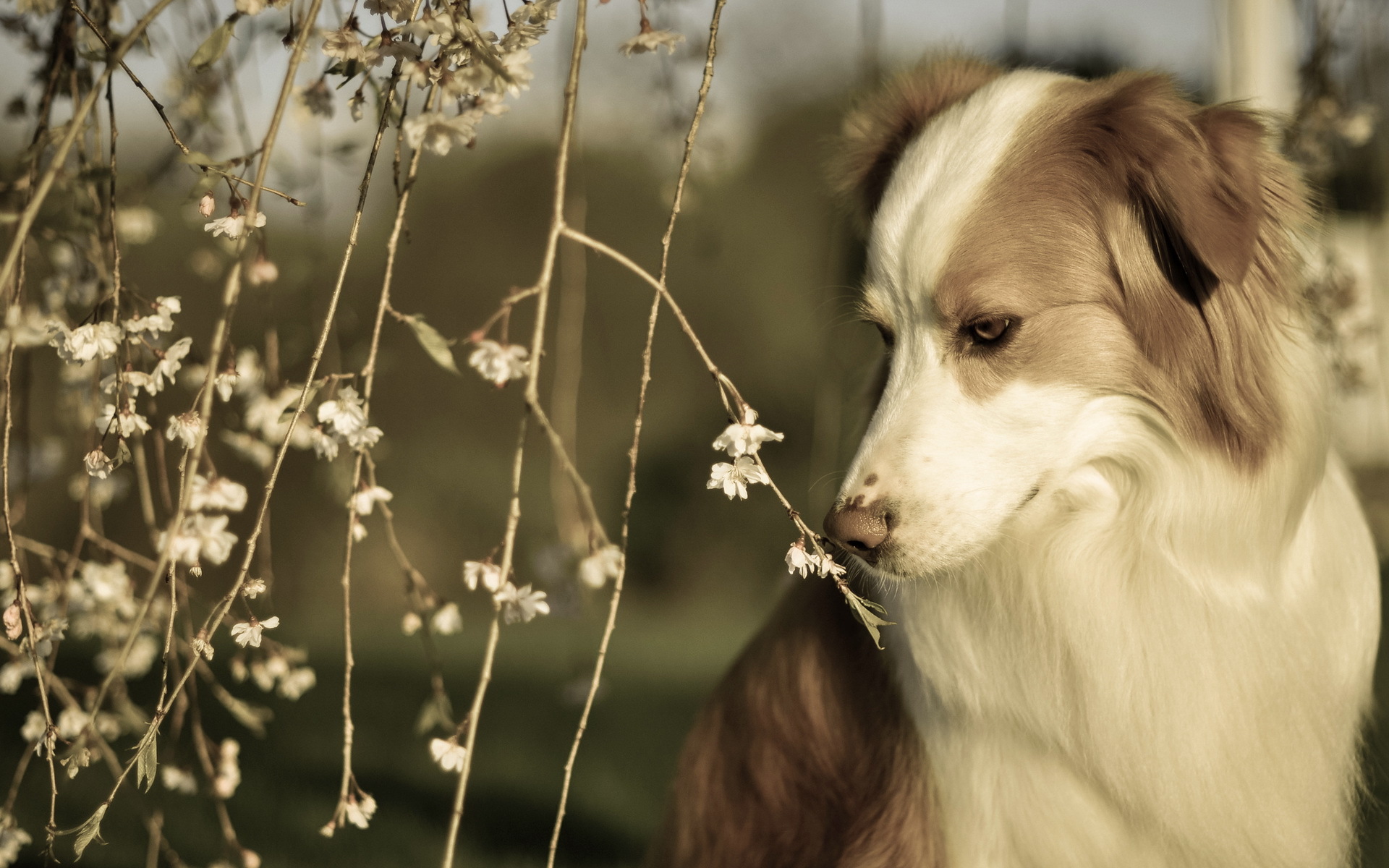 Spring Border Collie (#3251370) - HD Wallpaper & Backgrounds Download