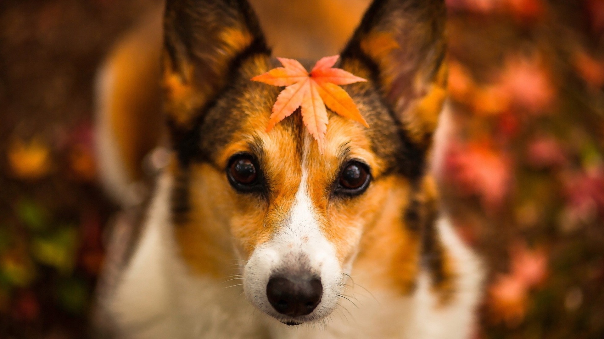 Autumn Corgi (#3251523) - HD Wallpaper & Backgrounds Download