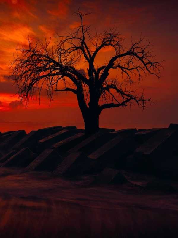 Lonely Tree, Trees, Nature, Hd,android Wallpapers,android - Wallpaper ...