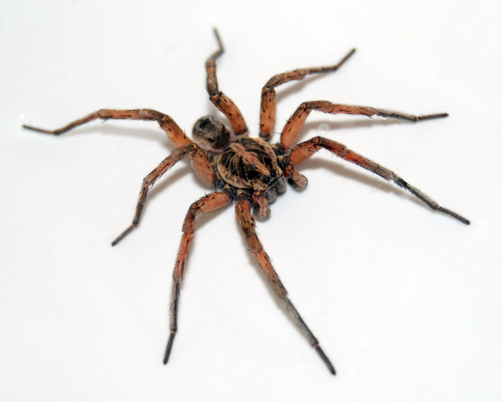 Scary Spider Moving Hd Wallpapers Daily Backgrounds - Spider With White ...