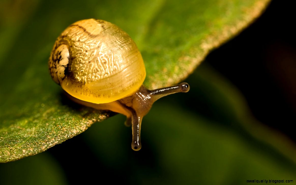 Cute Yellow Snail Wallpaper Pc 8619 Wallpaper Mobile - High Definition ...