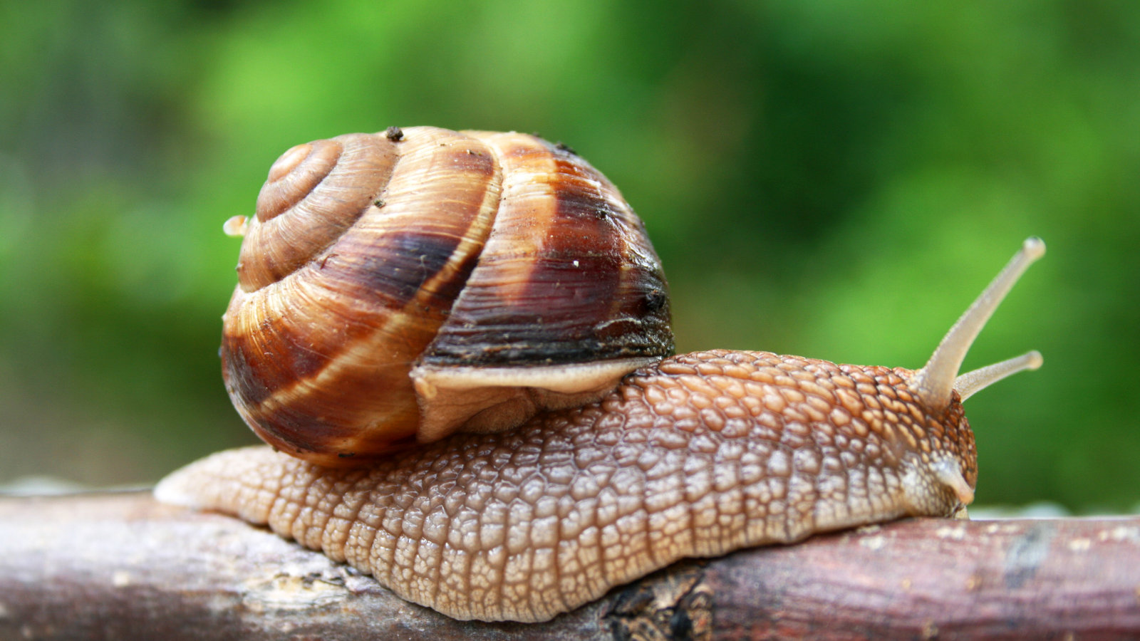 Snail Hd (#3261346) - HD Wallpaper & Backgrounds Download