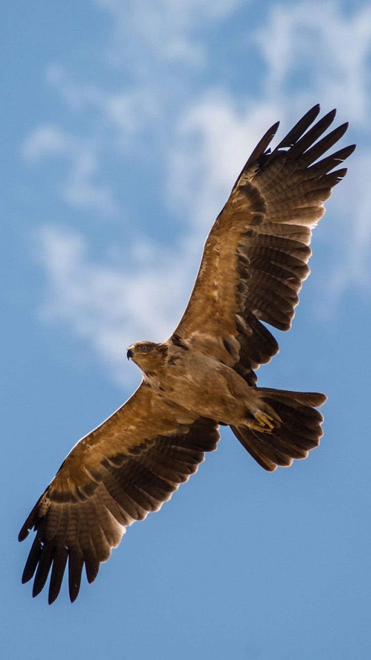 Hd Iphone Wallpaper - Hawk Phone (#3264832) - HD Wallpaper ...