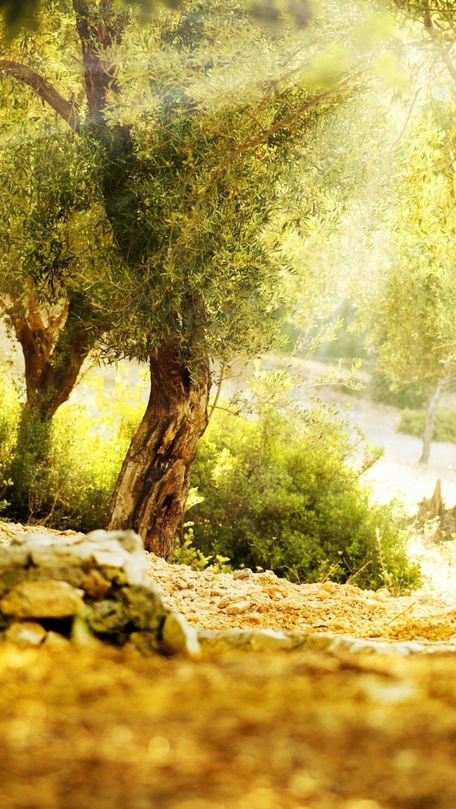Phone Wallpaper Hd Olive Tree (#3273567) - HD Wallpaper & Backgrounds ...
