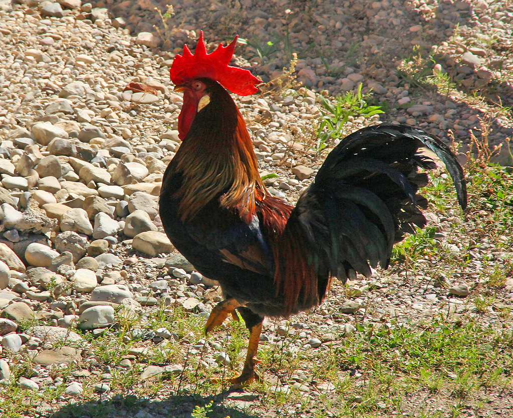 Rooster Wallpaper - Good Rooster Backgrounds (#3274570) - HD Wallpaper ...