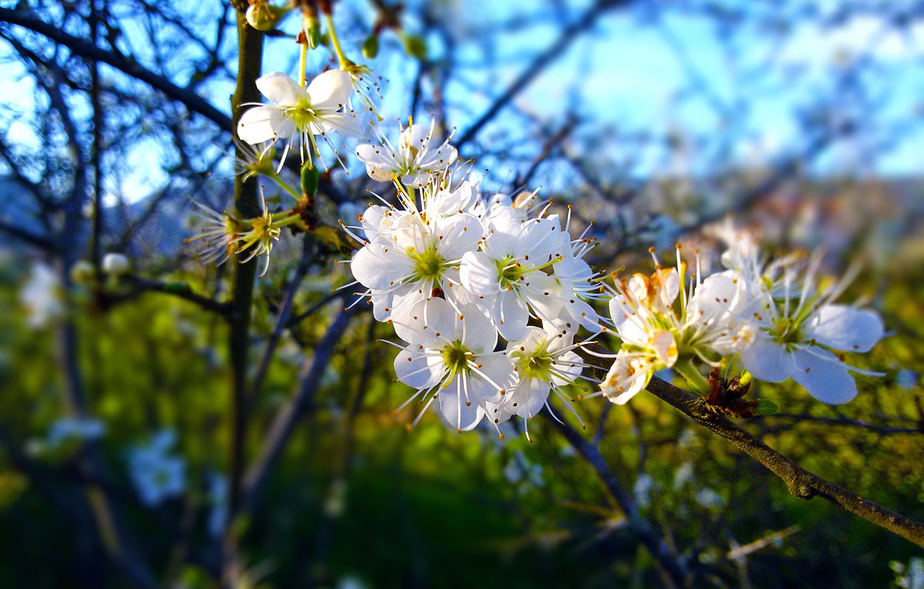 Photo Wallpaper Spring, Greece, Blossom, Halkidiki, - Spring Greece ...