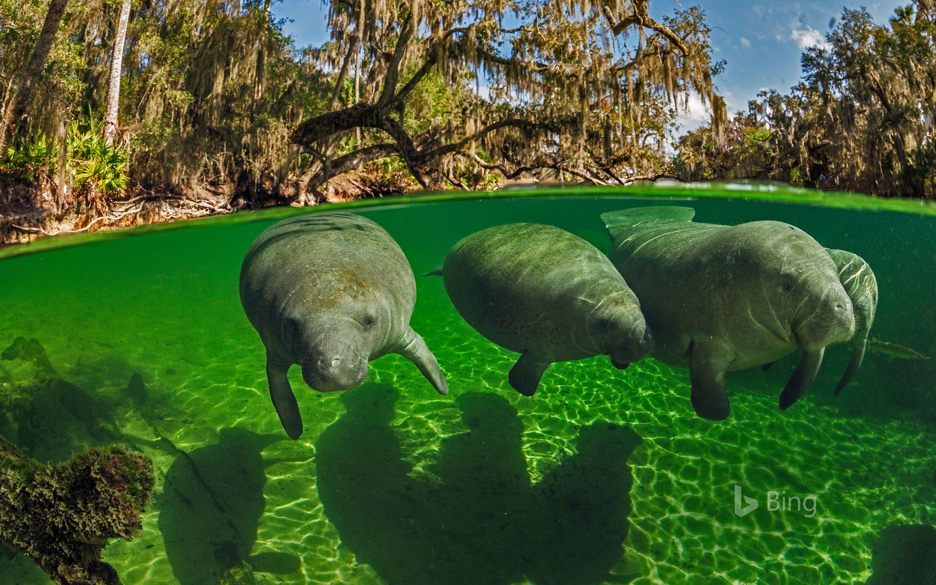 Manatee - Bing Animal (#3281417) - HD Wallpaper & Backgrounds Download