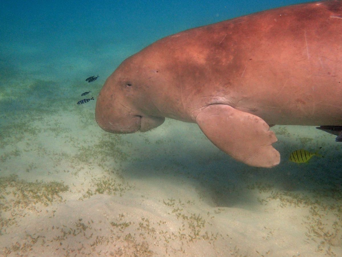 Dugong (#3281499) - HD Wallpaper & Backgrounds Download