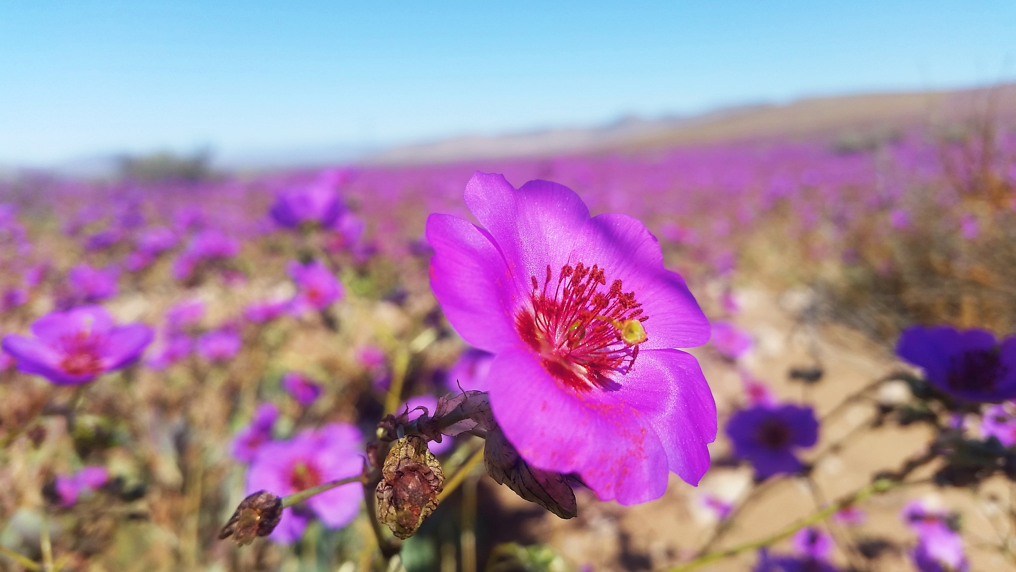 Wallpaper Florido - Desierto Florido - Desierto Florido Chile (#3285032 ...