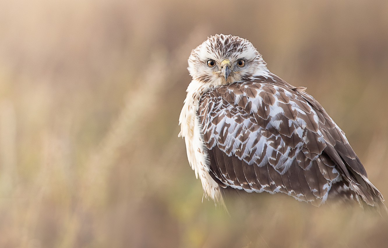 Photo Wallpaper Background, Bird, Hawk - Hawk (#3292175) - HD Wallpaper ...