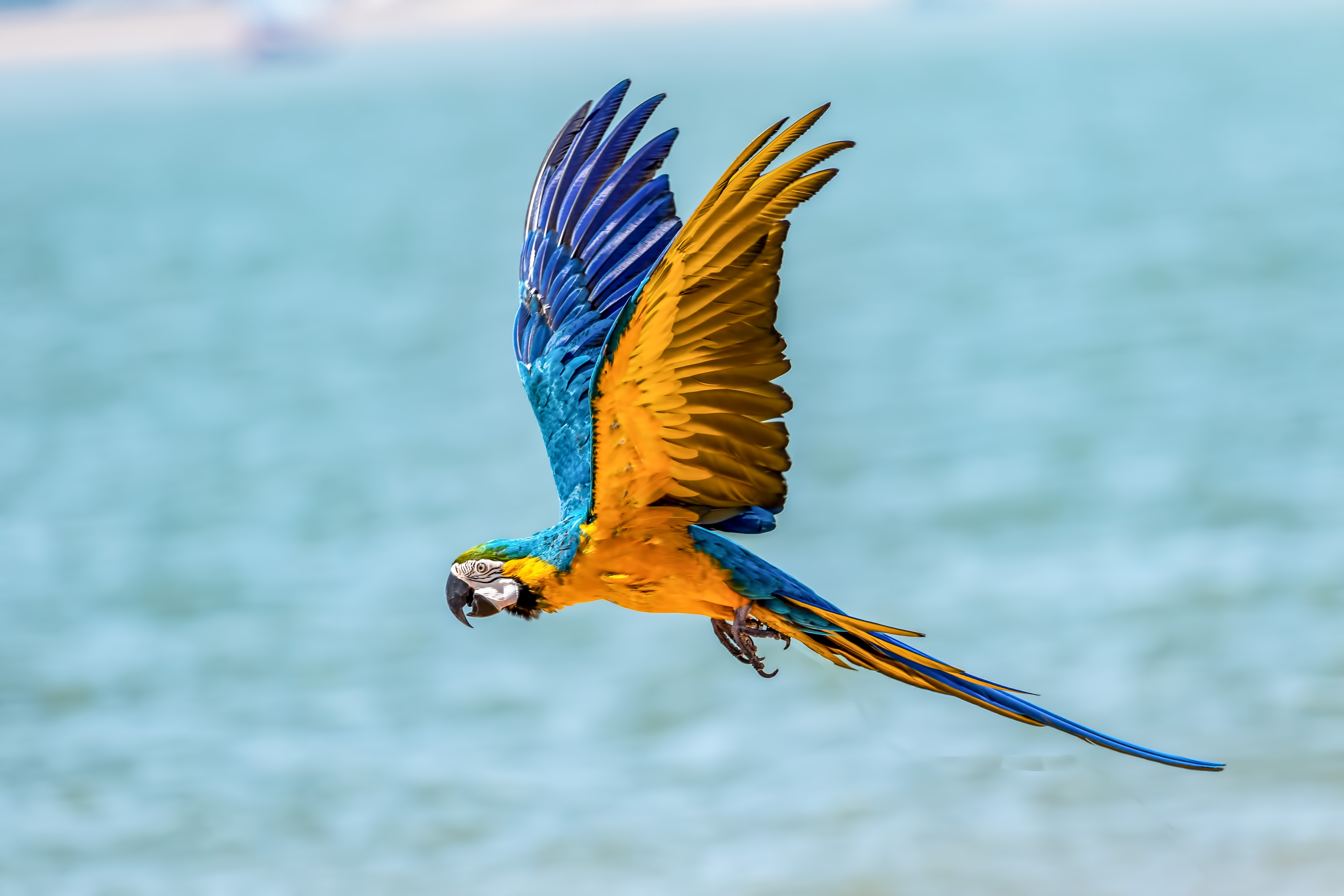 Birds Hd (#3292236) - HD Wallpaper & Backgrounds Download