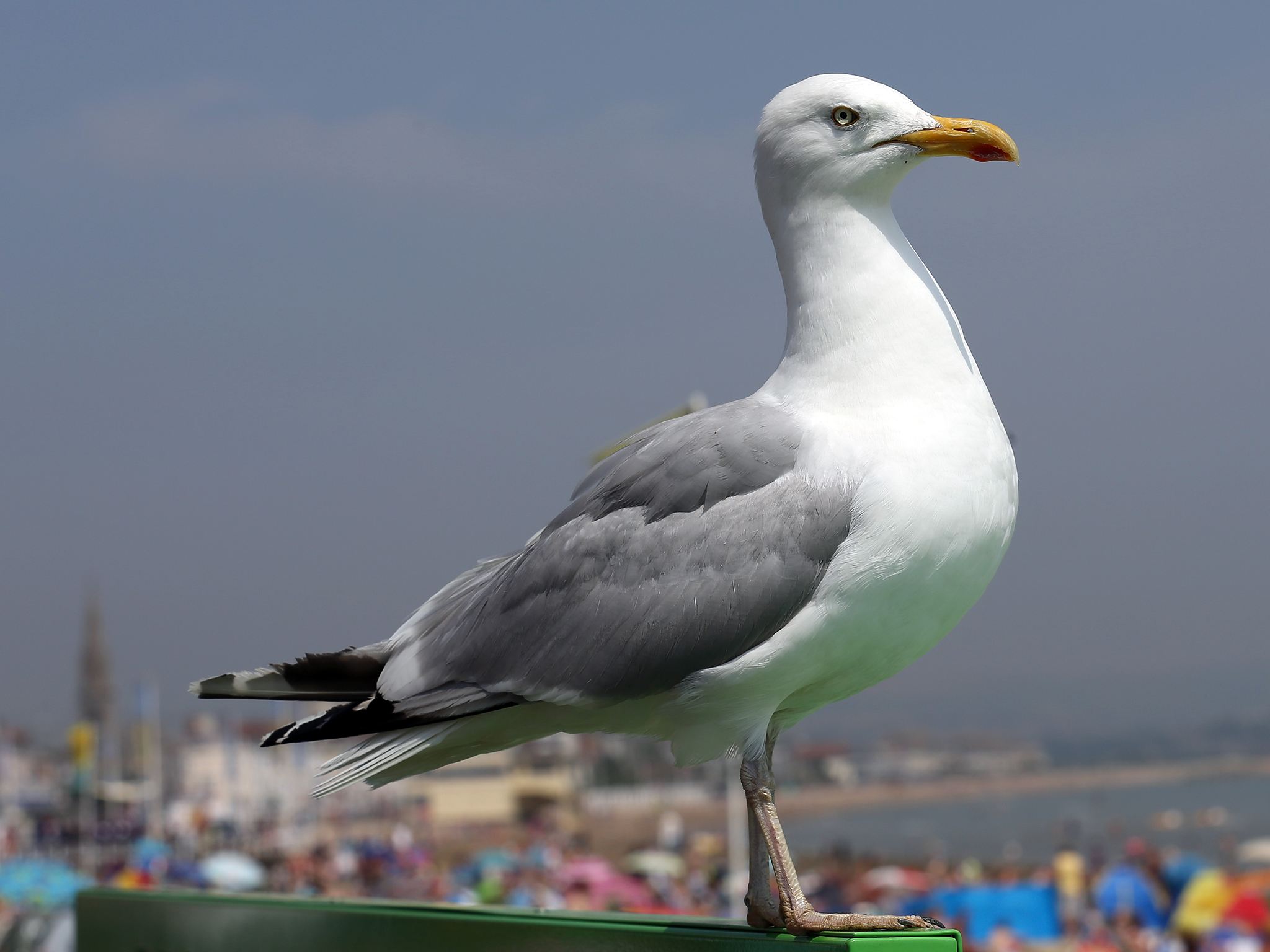 Seagull Hd Wallpapers, Desktop Wallpaper - Sea Gull Uk (#3292270) - HD ...