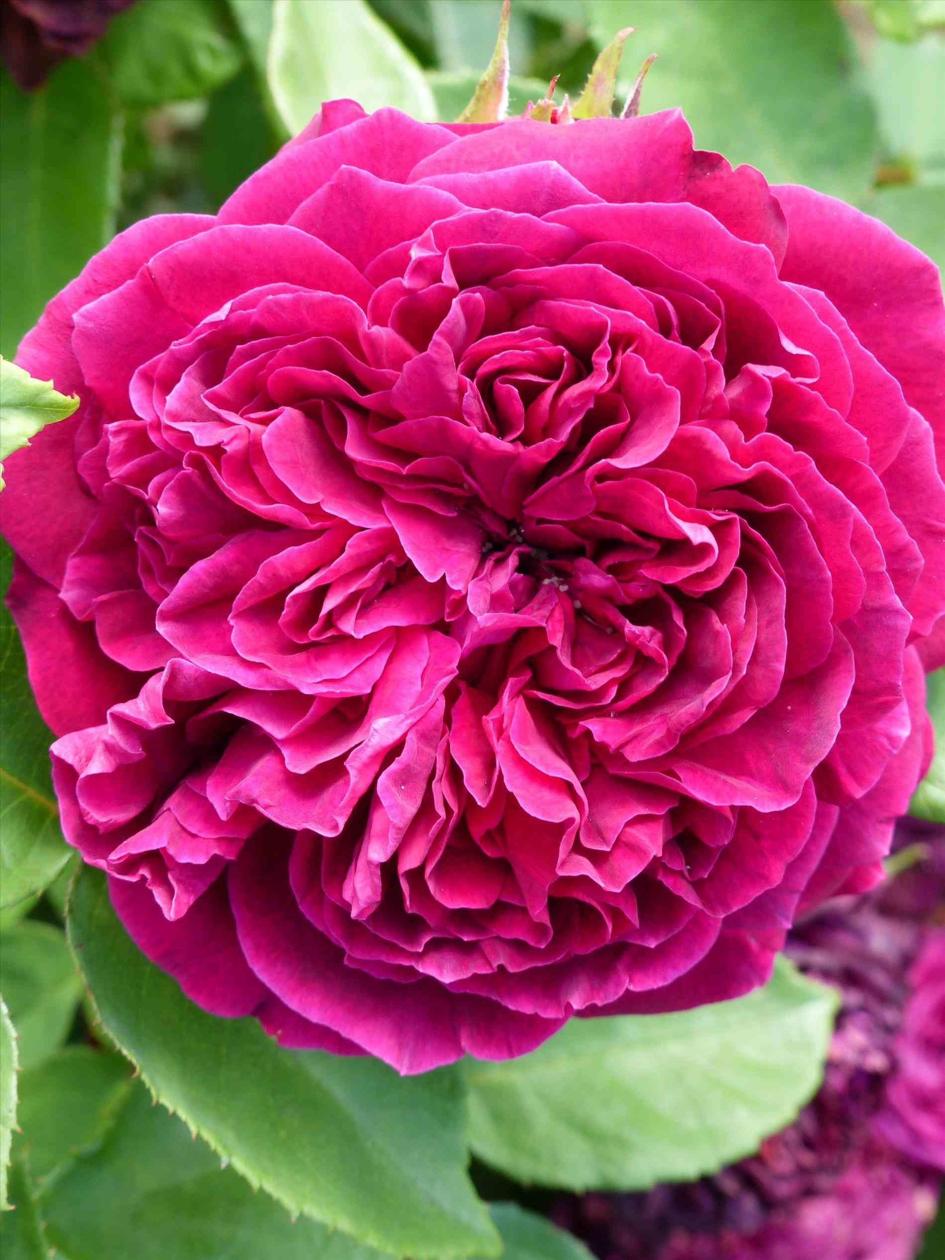 Download - Red Damask Roses (#333938) - HD Wallpaper & Backgrounds Download