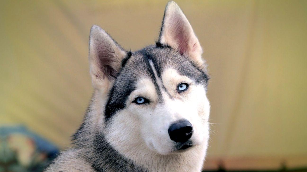 Siberian Husky Wallpaper And Background - Sakhalin Husky (#341492) - HD ...