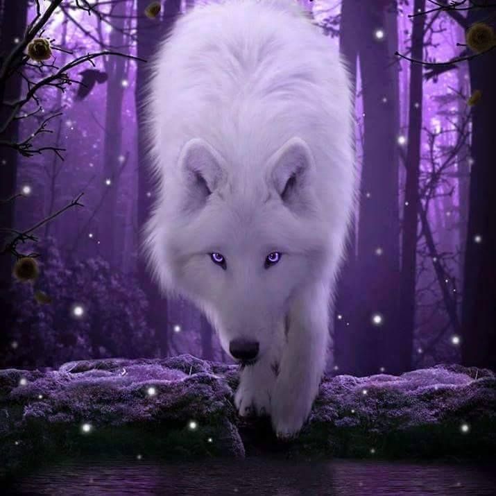 Purple - White Wolf With Purple Eyes (#369802) - HD Wallpaper ...