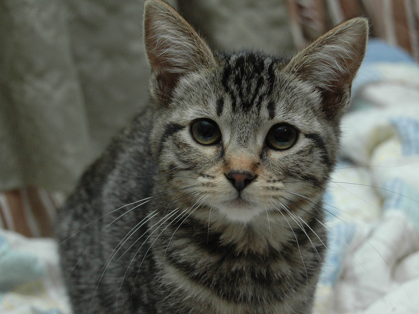 Download Dragon Li On Itl.cat