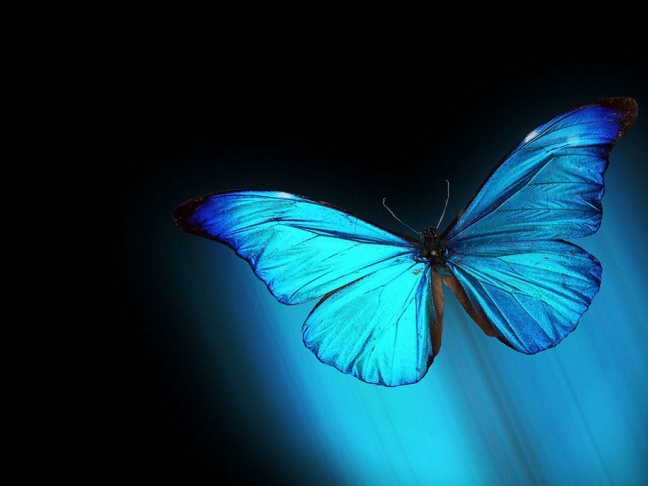 Mariposas Wallpaper (#478957) - HD Wallpaper & Backgrounds Download
