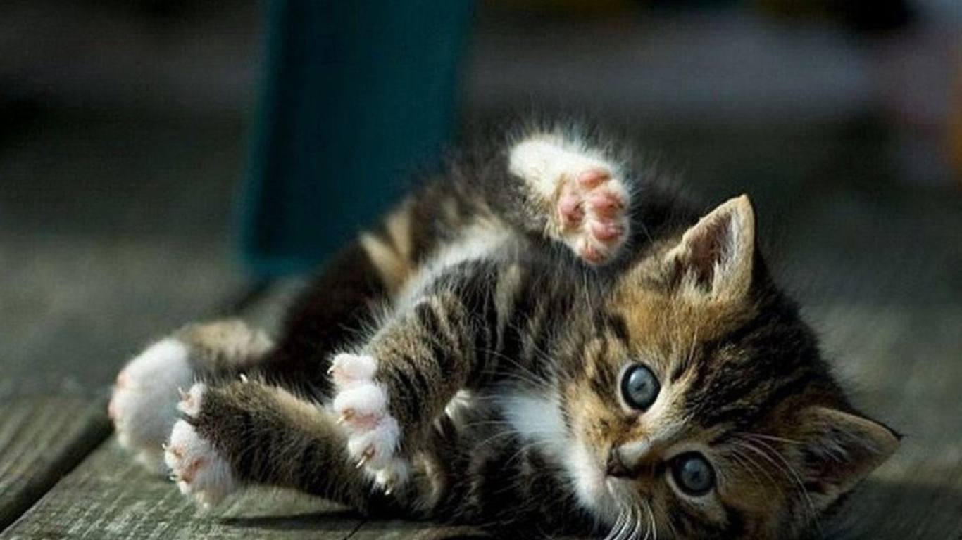 Download Lovely Cat Wallpaper Hd Pixelstalk Cat Hd Wallpapers - Kitten Facebook Cover On Itl.cat