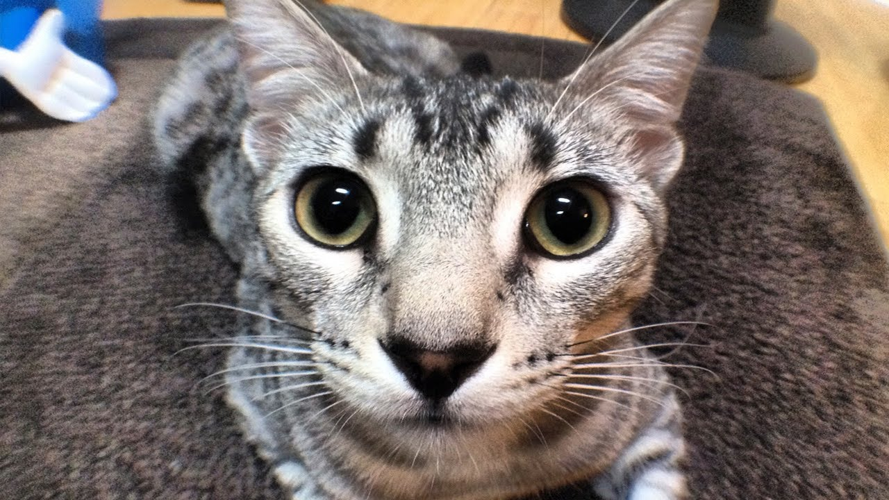 Beautiful Cool Cat - Bf Vs Gf Cats (#479725) - HD Wallpaper ...