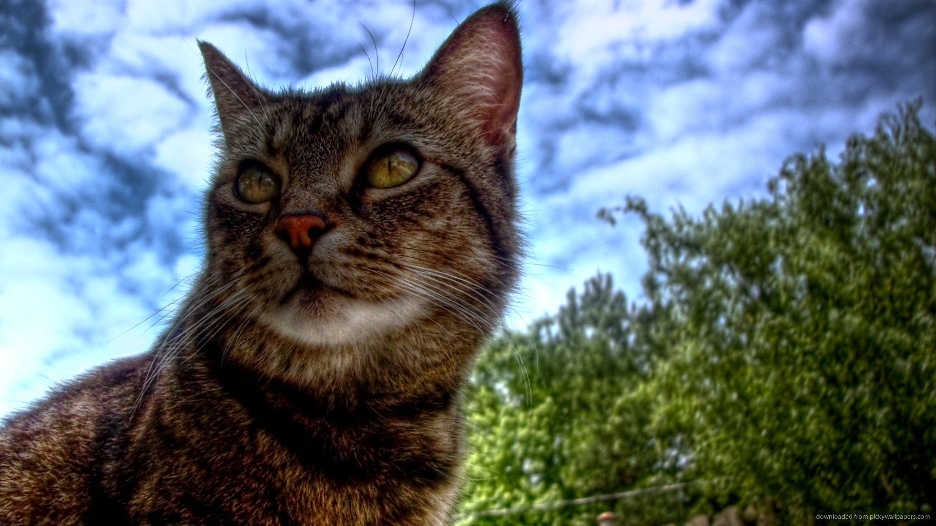 Download - Hdr Cats (#481361) - HD Wallpaper & Backgrounds Download