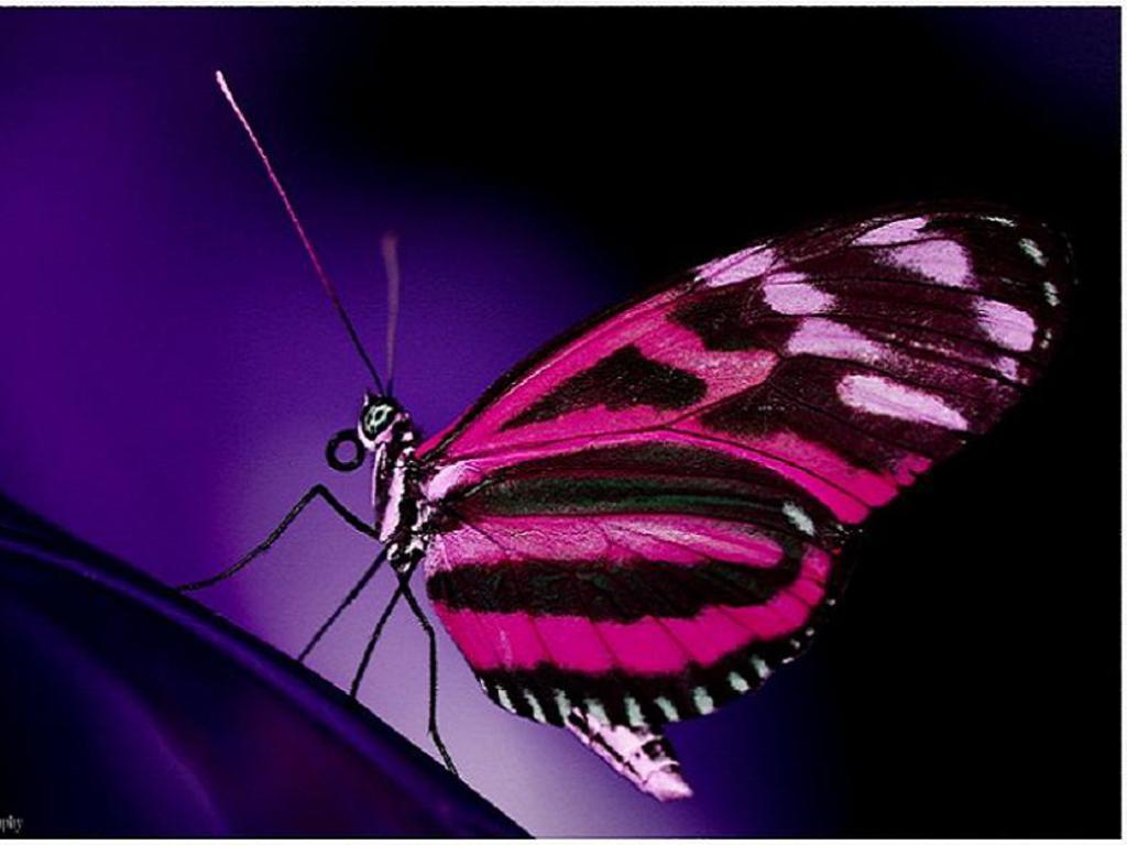 Pink Butterfly - Pink Natural Pink Butterfly (#485048) - HD Wallpaper ...