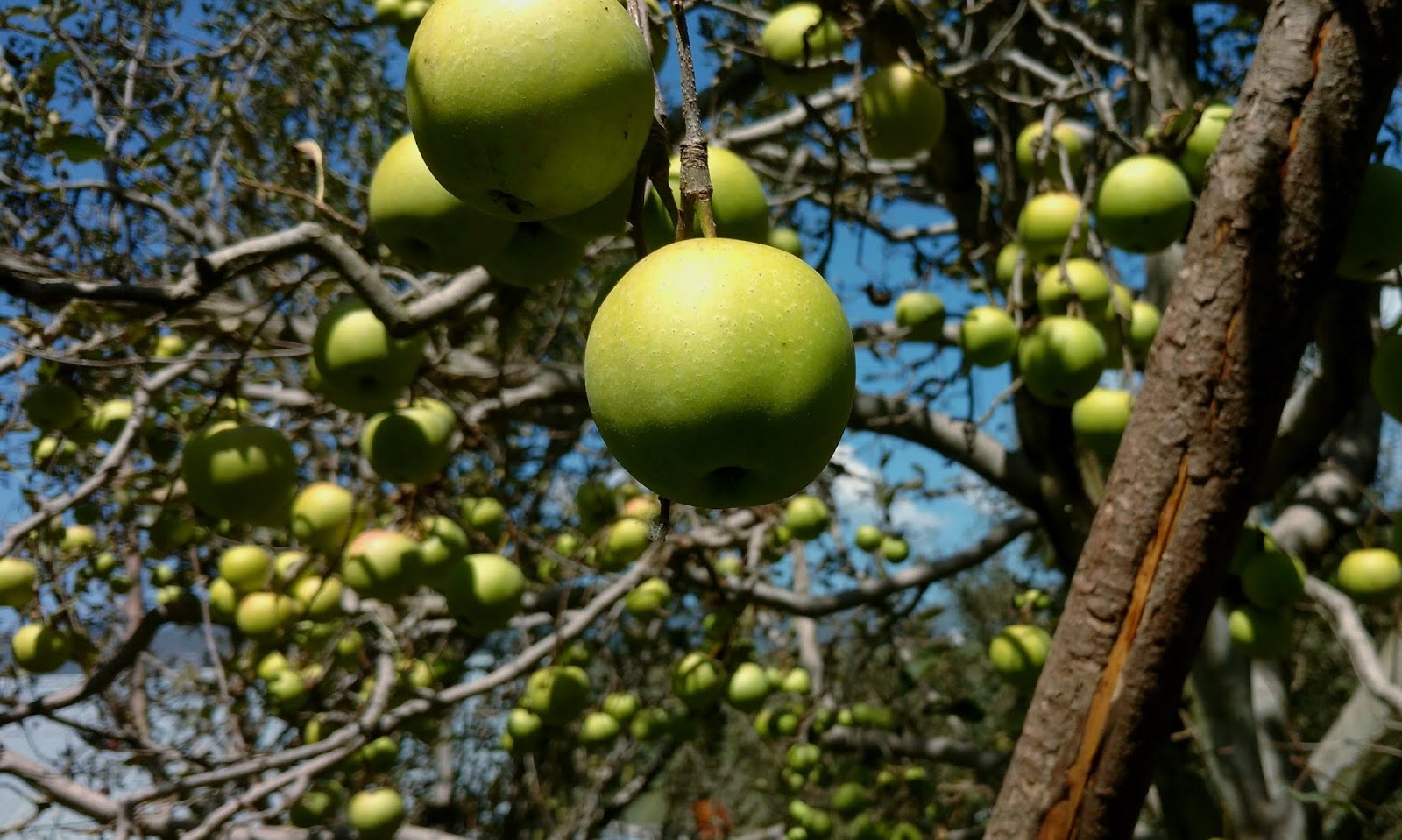 Shimla Apple Tree - Lime (#502599) - HD Wallpaper & Backgrounds Download