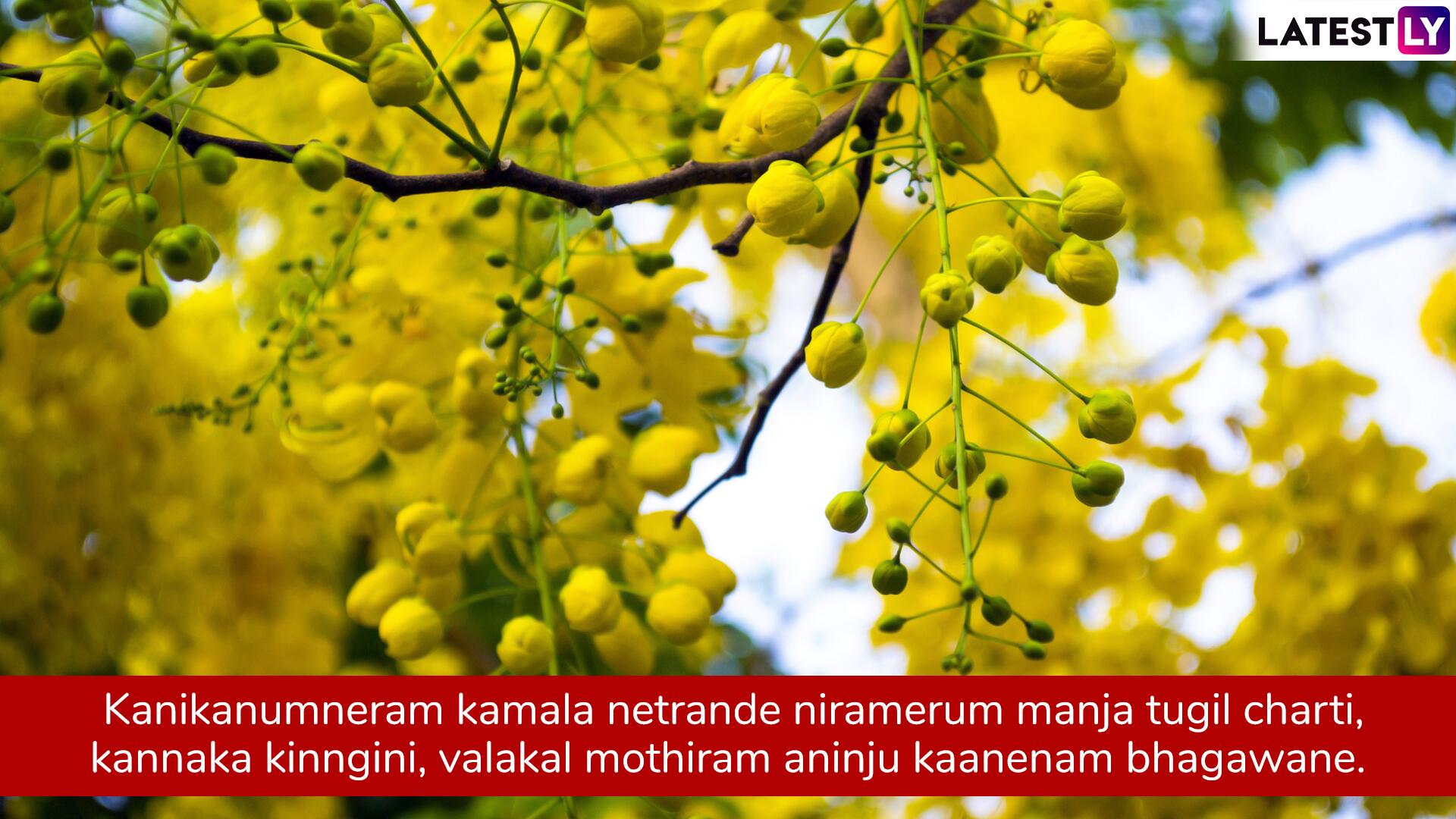 Kanikonna (#509609) - HD Wallpaper & Backgrounds Download